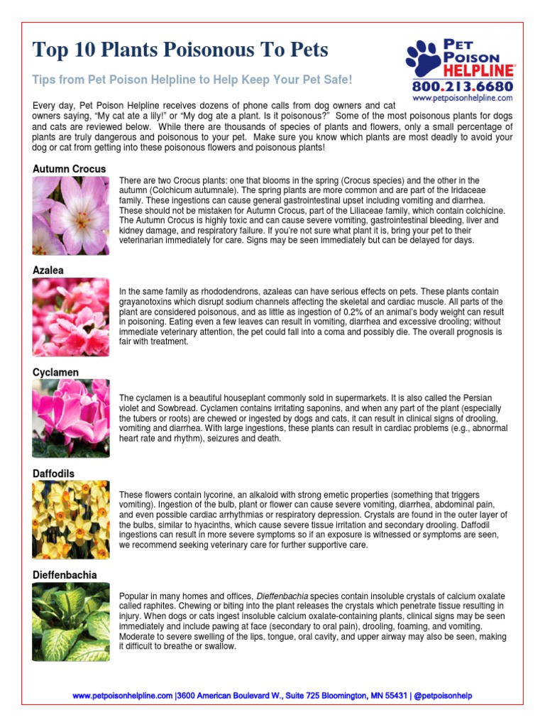 Top 10 Plants Poisonous To Pets Pet Poison Helpline | PDF | Poison | Pet