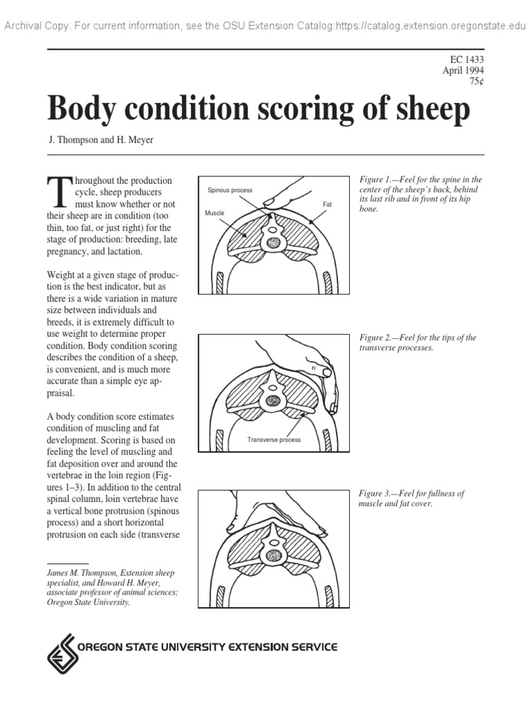 Body Condition Scoring of Sheep | PDF | Sheep | Vertebra