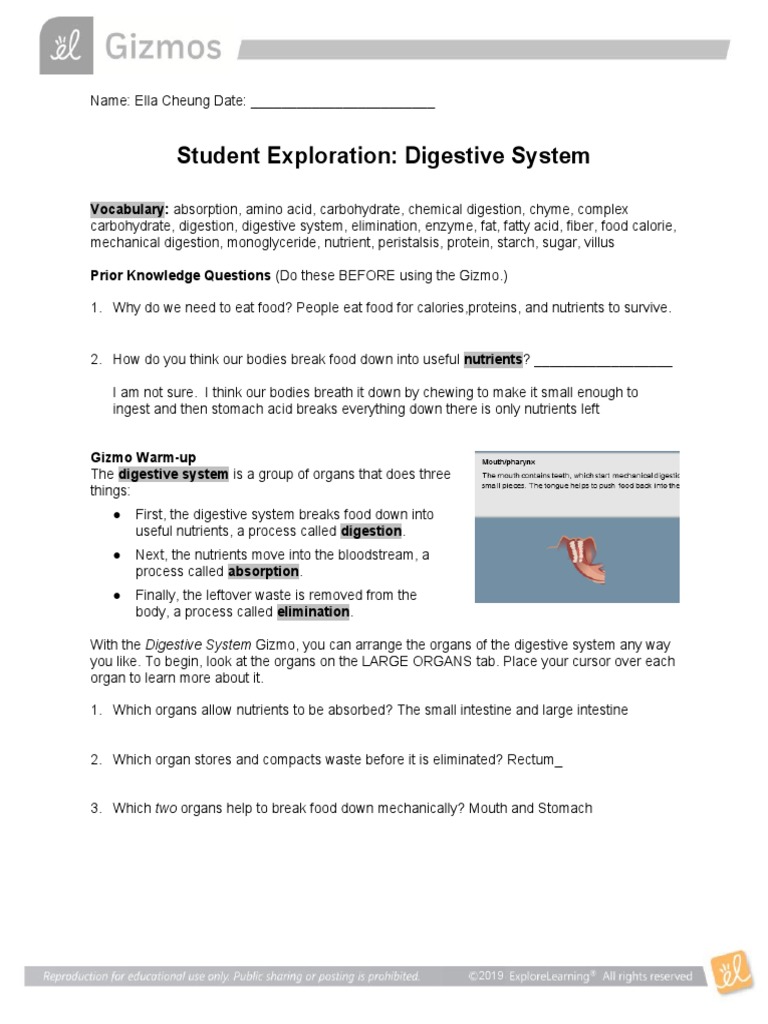 Digestive System Exploration Guide | PDF | Digestion | Carbohydrates