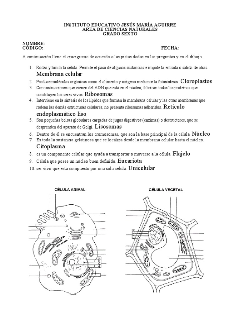 Evaluación Célula | PDF | Citoplasma | Biología Celular)