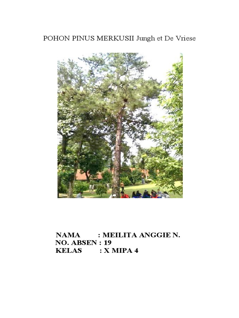 POHON PINUS MERKUSII | PDF