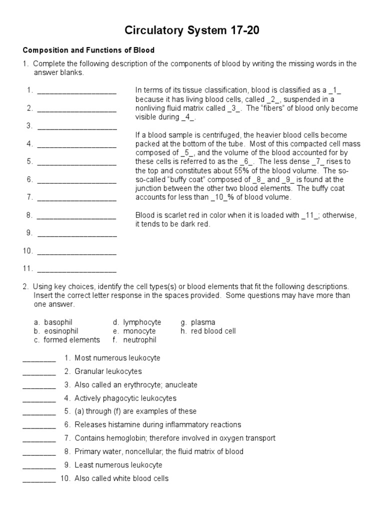 Circulatory System Packet B | PDF | Heart | Heart Valve