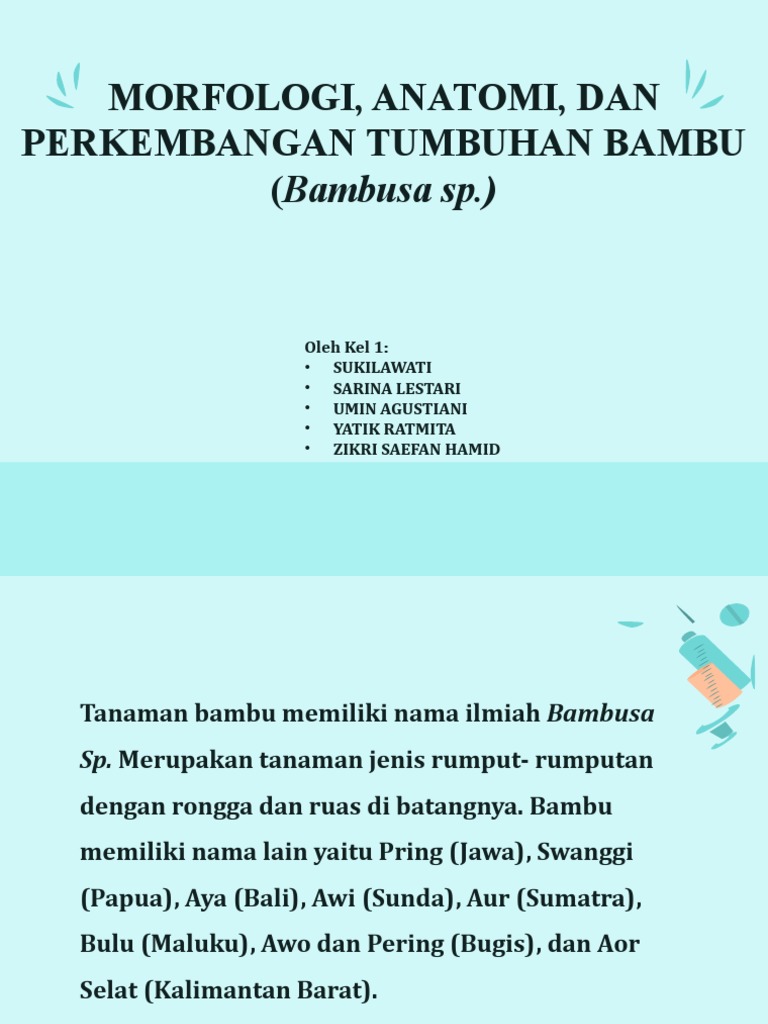 Morfologi, Anatomi, Dan Perkembangan Tumbuhan Bambu | PDF