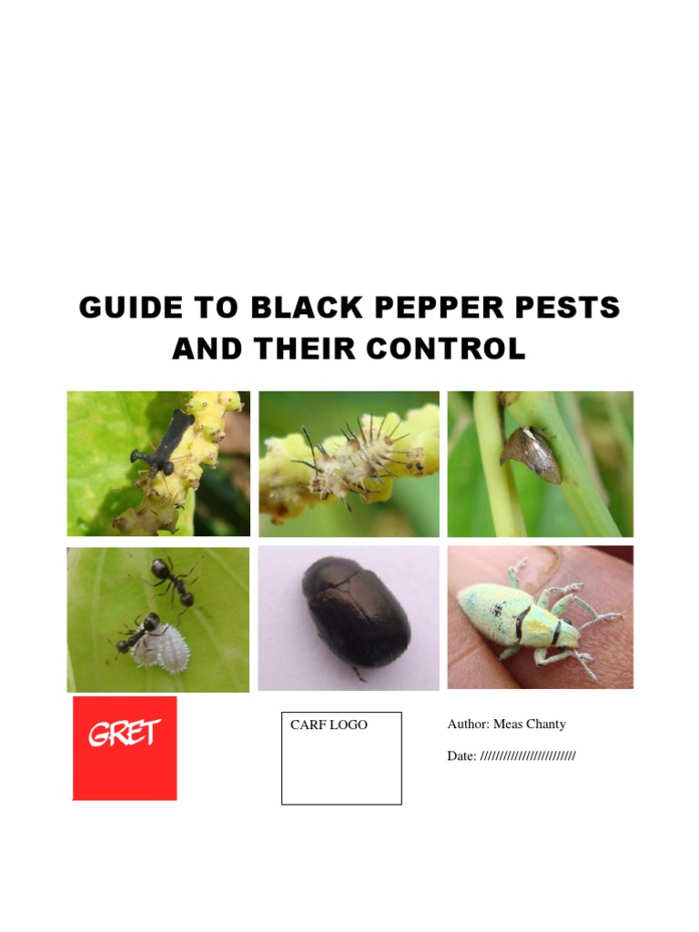 Black Pepper Field Guide | PDF | Beetle | Insects