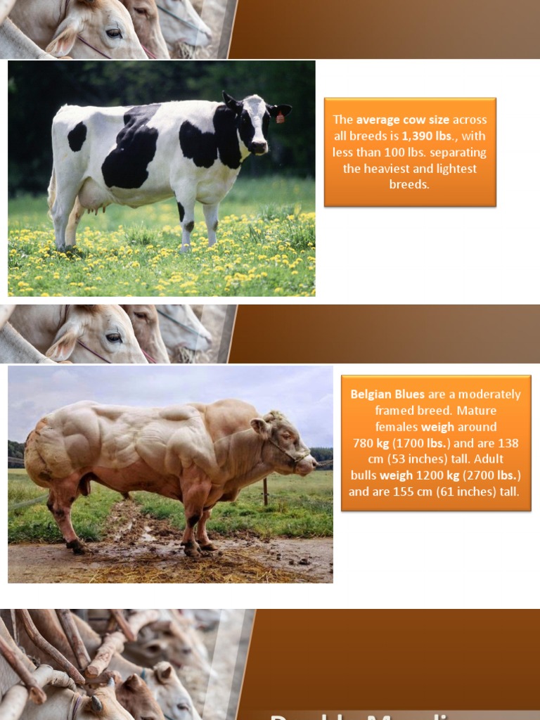 Double Muscling in Cattle | PDF | Cell Biology | Biology