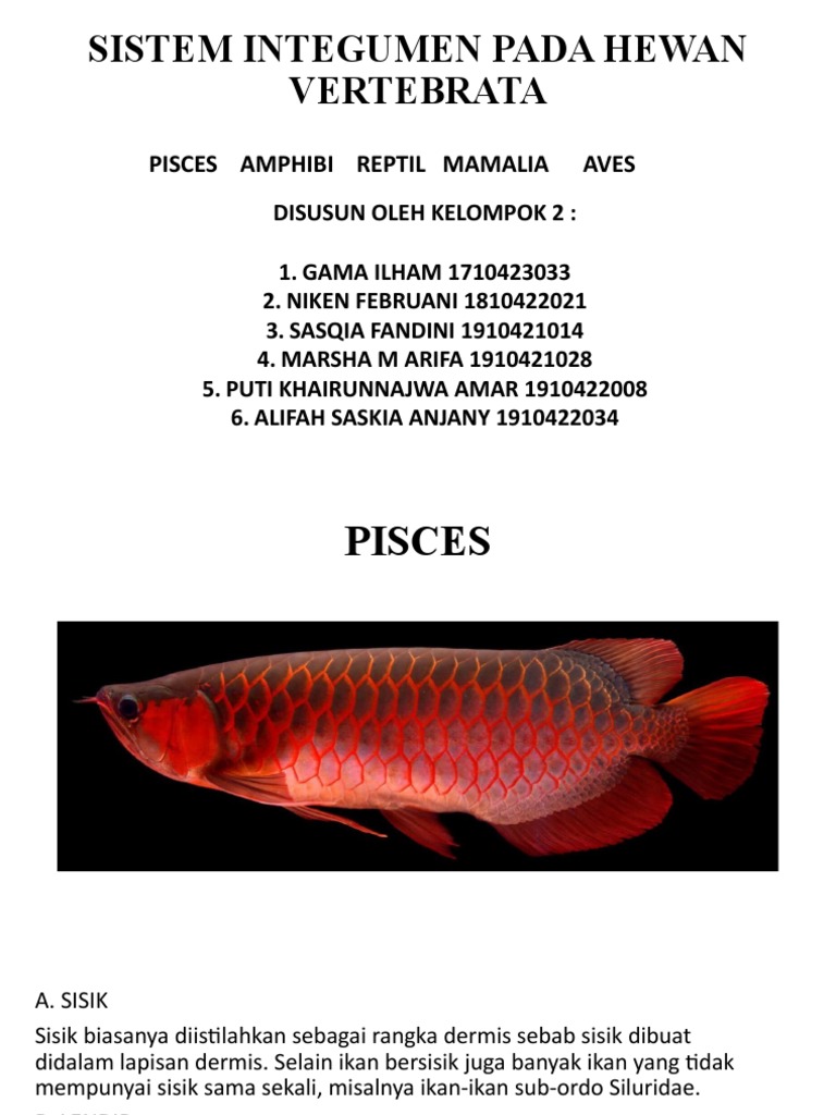 Sistem Integumen Pada Hewan Vertebrata | PDF