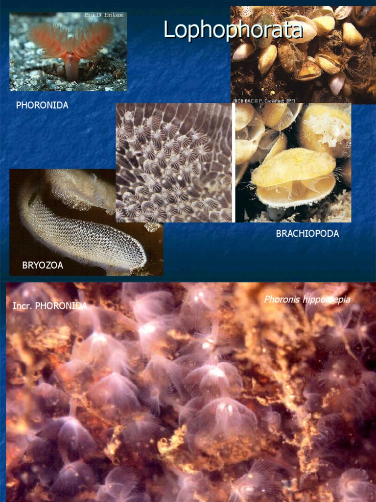 14 Lophophorata | PDF