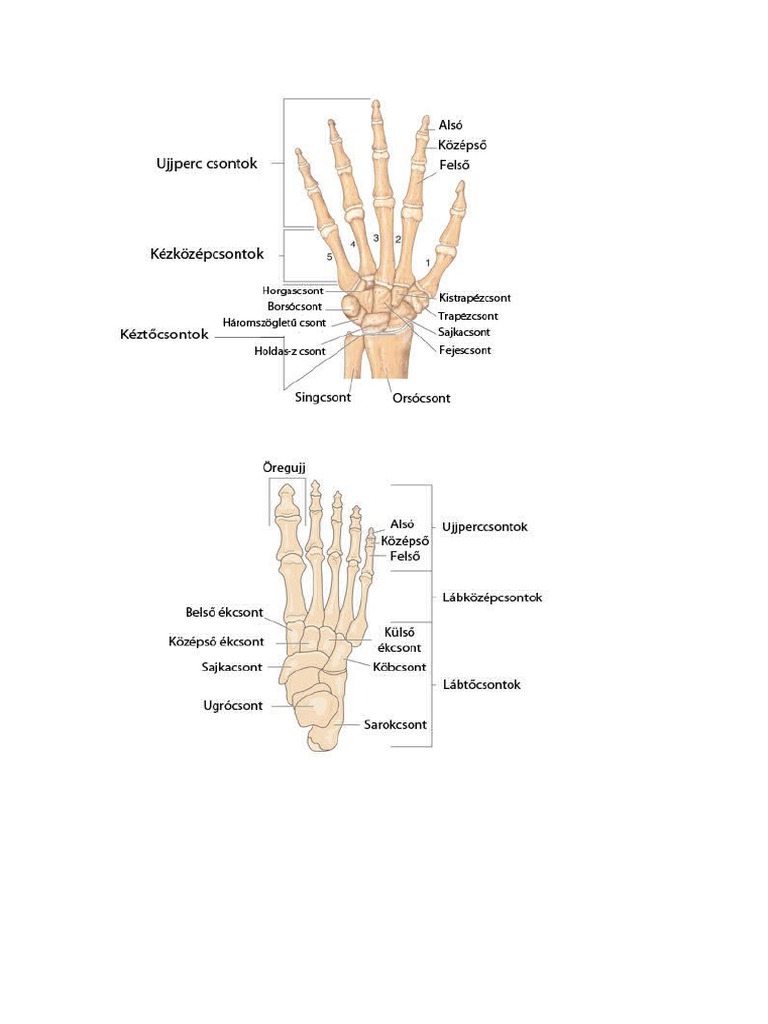 Az Emberi Test Csontjai | PDF