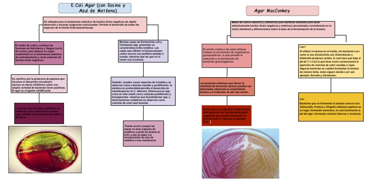 AGARES | PDF | Organismos | Microbiología