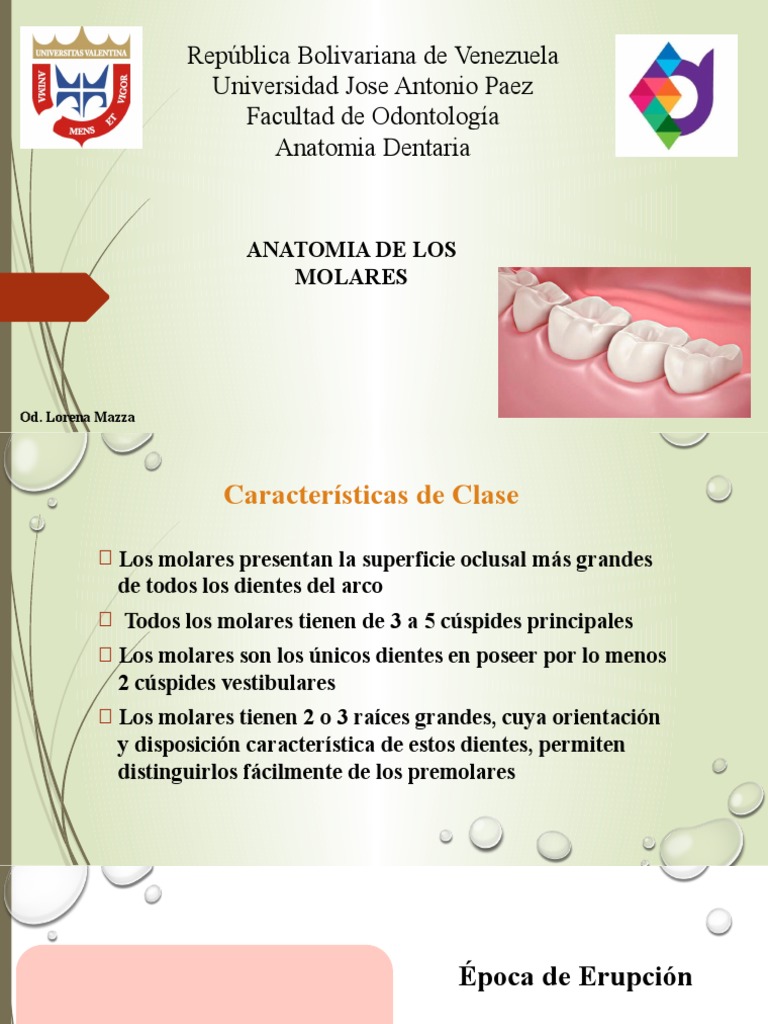 Clase Molares | PDF | Ramas de Odontología | Diente