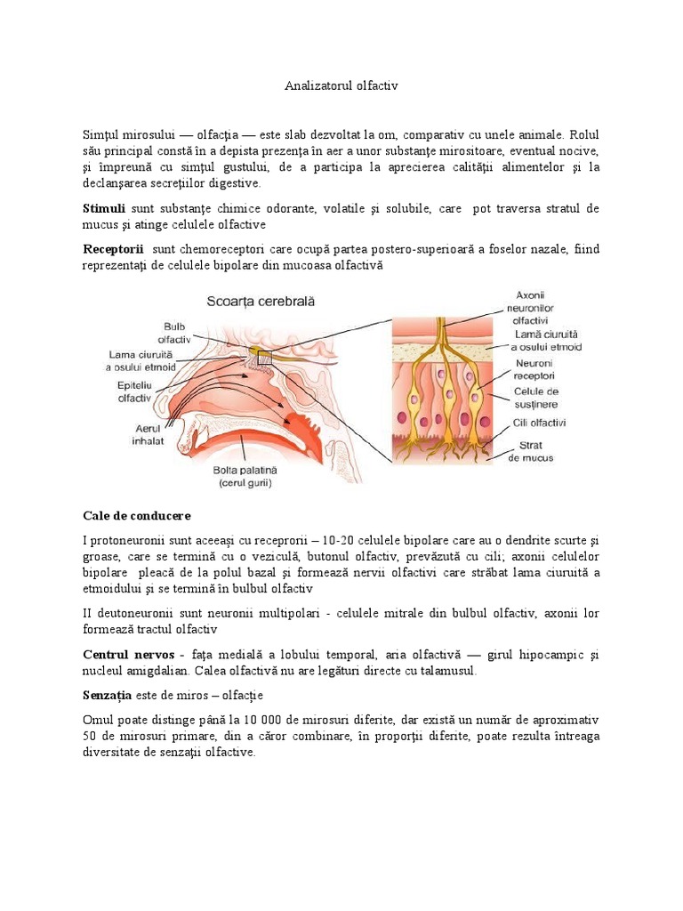 Analizatorul Olfactiv | PDF