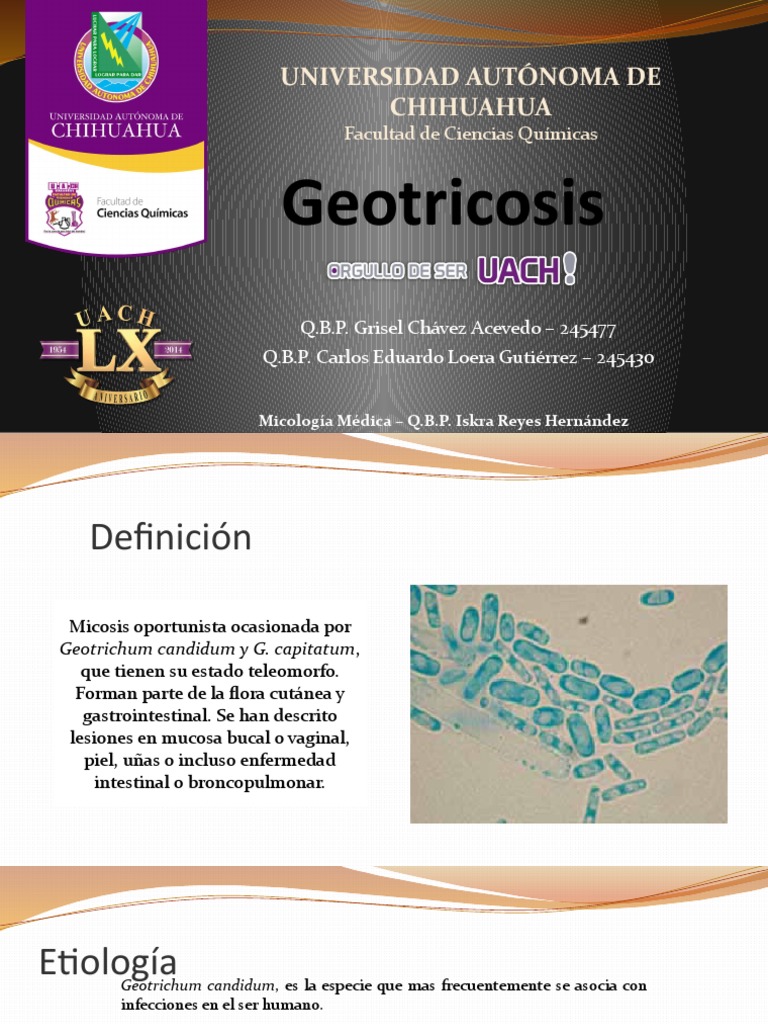 Geotricosis: Micosis Oportunista por Geotrichum | PDF | Tos | Hongo