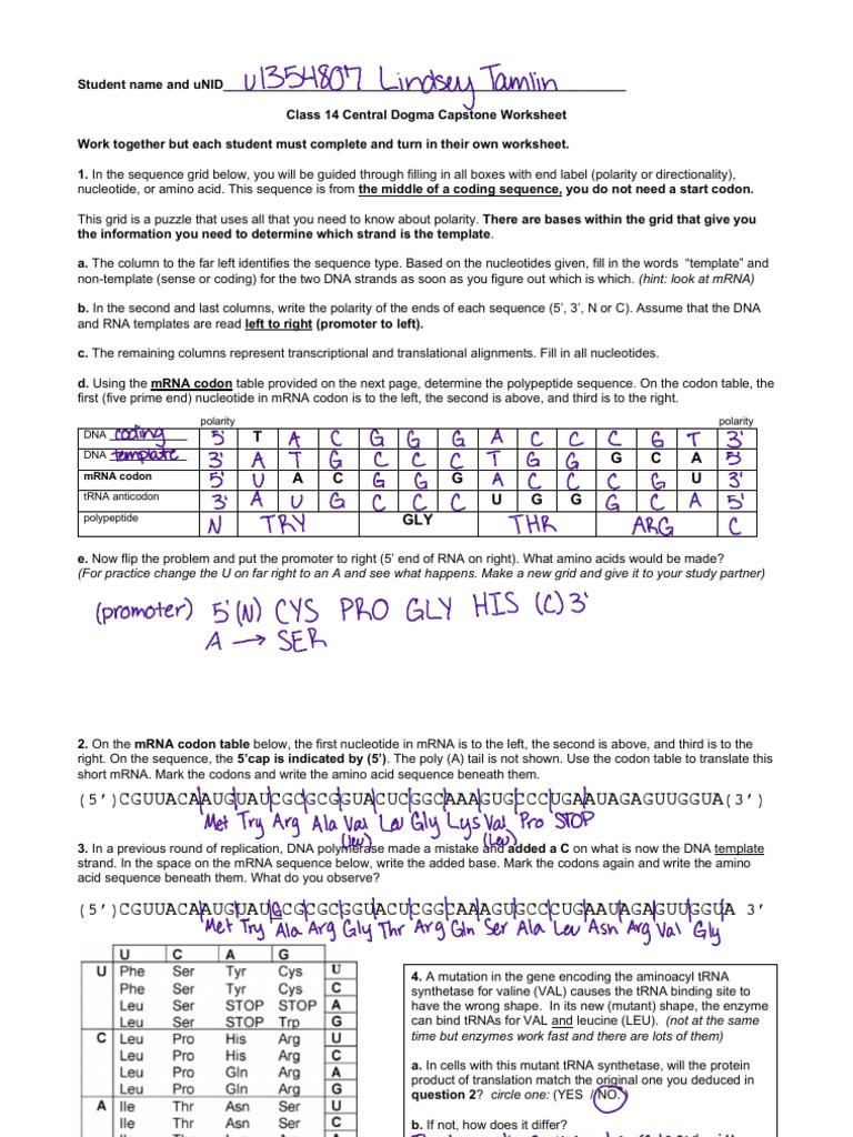 Kami Export - Worksheet 14 Central Dogma | PDF | Genetic Code ...