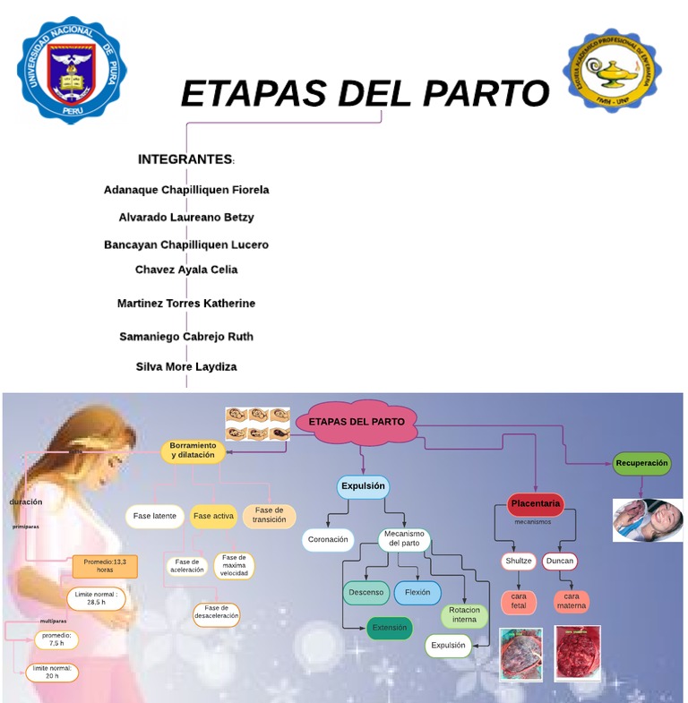 Mapa Conceptual de Etapas Del Parto | PDF