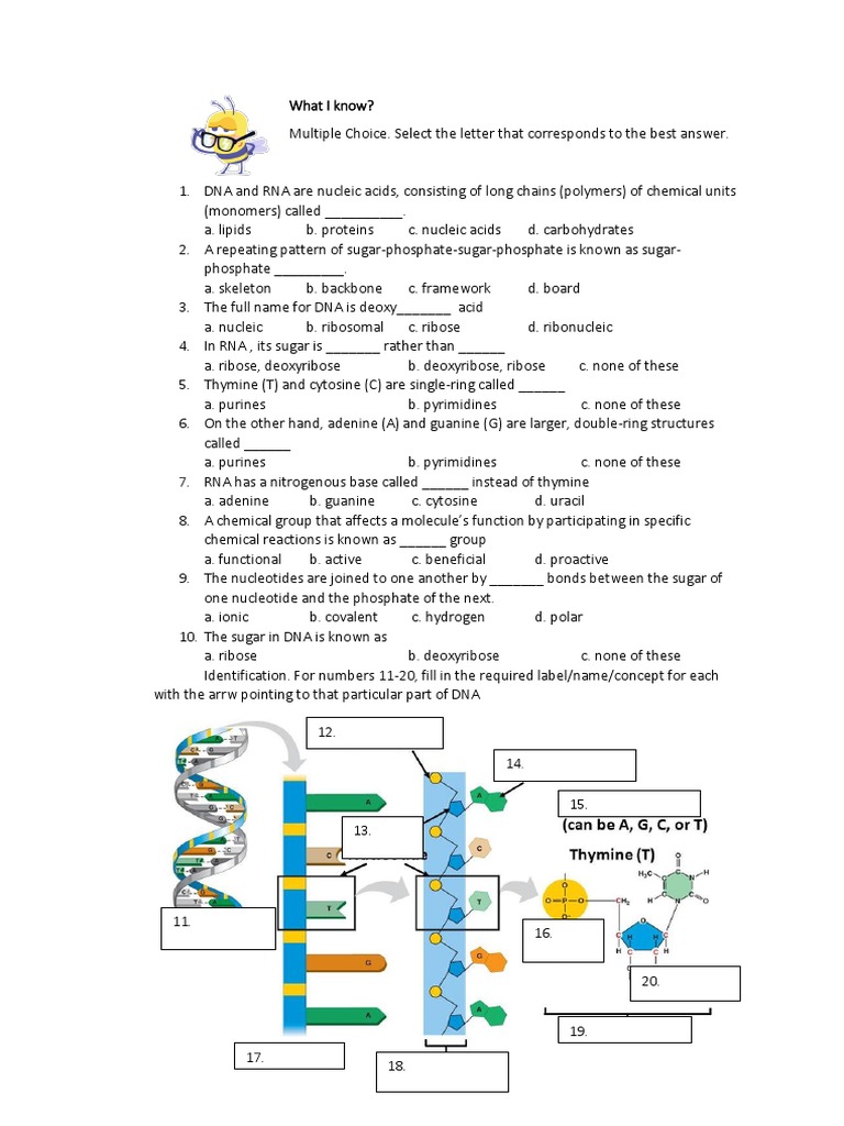 DNA & RNA Basics for Students | PDF | Nucleotides | Dna