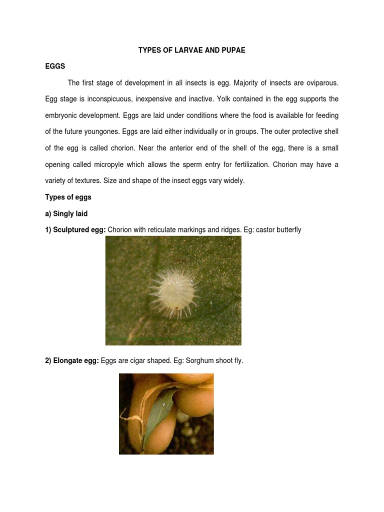 Types of Insect Larvae and Pupal Stages | PDF | Pupa | Insects