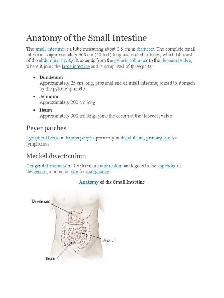 Anatomy of The Small Intestine | PDF