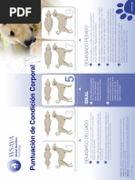 Muscle Condition Score Chart For Cats | PDF