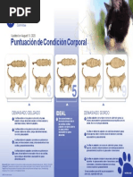 Anatomía y Fisiología Anorrectal | PDF | Recto | Sistema digestivo
