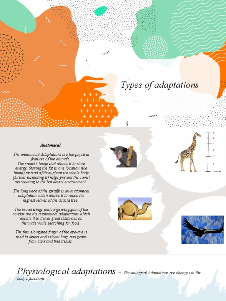 Types of Adaptations | PDF