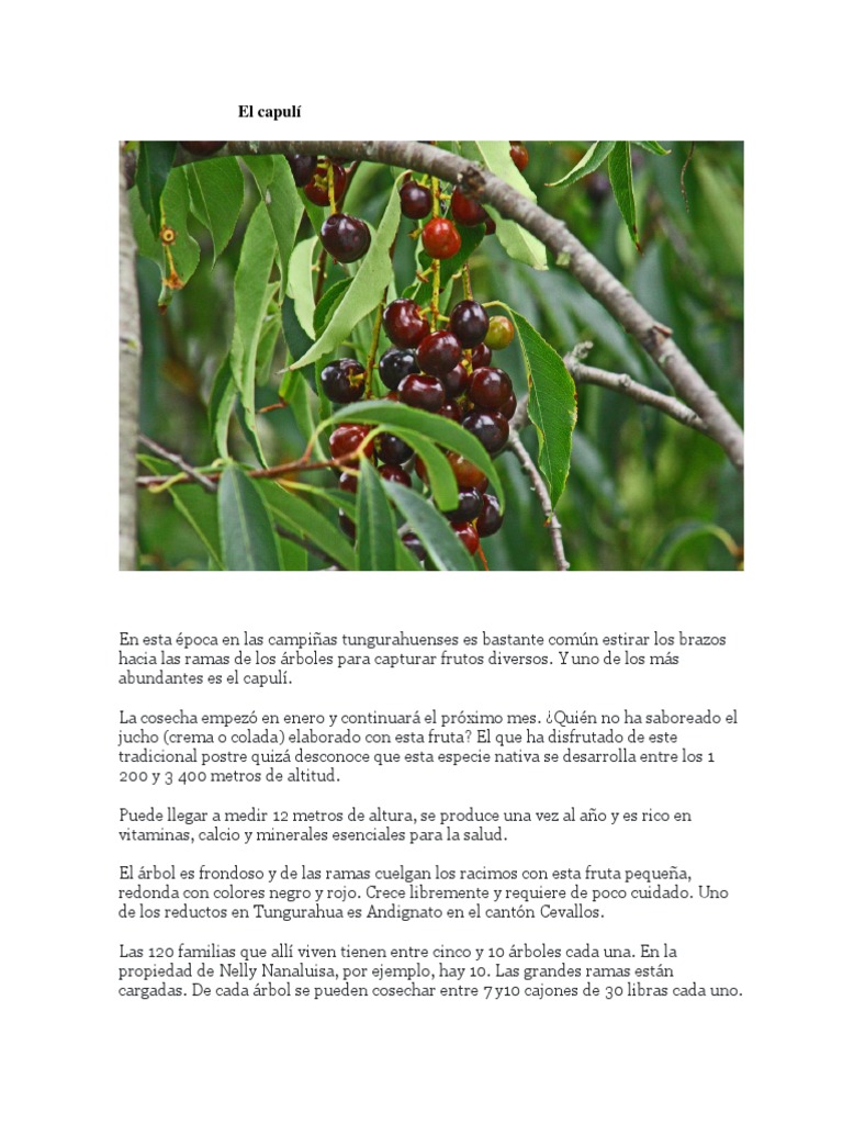 El Capulí | PDF | Postres | Comida y bebida