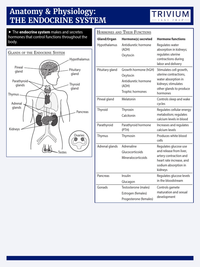 Anatomy & Physiology: The Endocrine System | PDF | Endocrine System ...