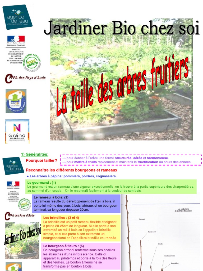 Taille Des Arbres Fruitiers | Descargar gratis PDF | Bourgeon (botanique) | Arbres