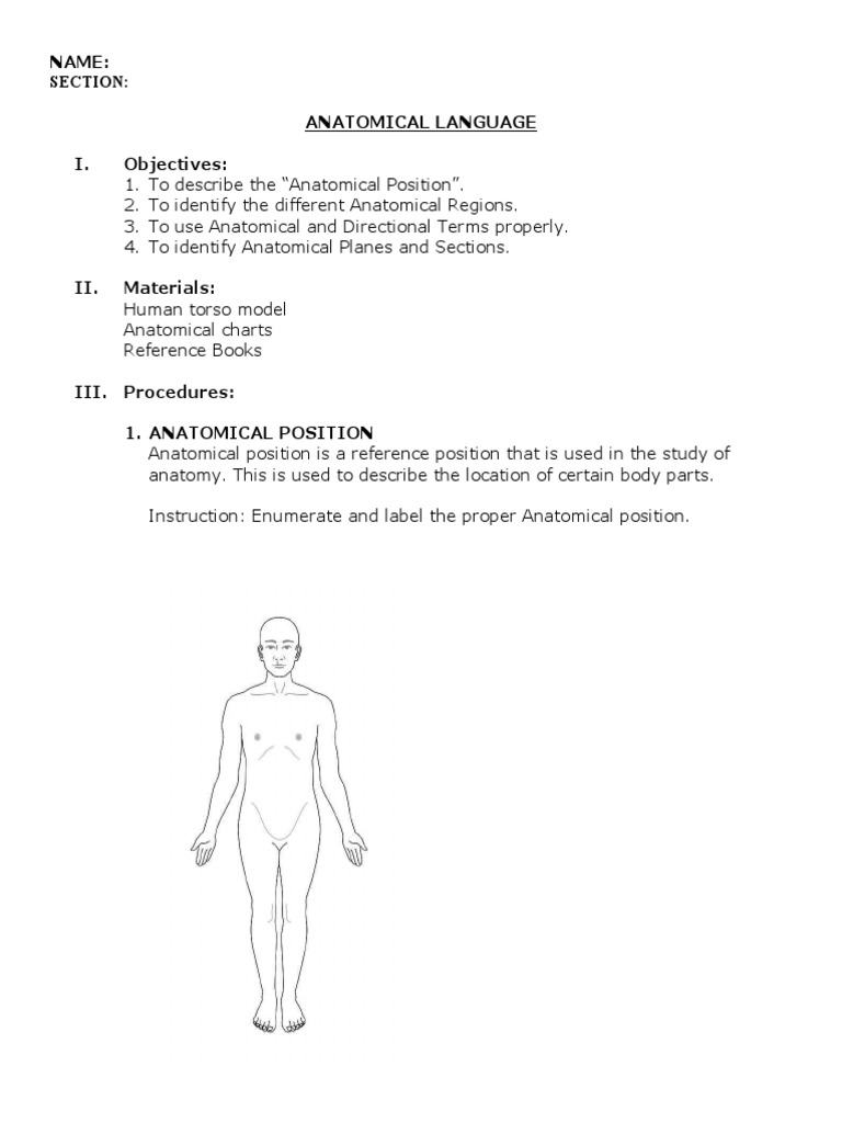 Anatomical Language Lab Manual | PDF | Anatomical Terms Of Location ...