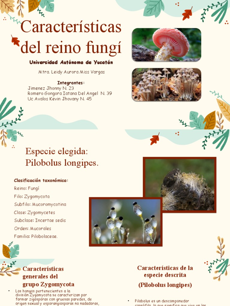 Pilobolus longipes: Hongo Coprófilo Zygomycota | PDF | Espora | Hongo