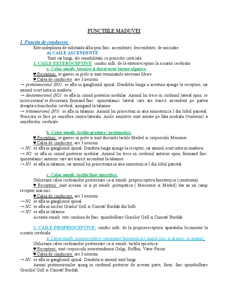 Functiile Maduvei | PDF
