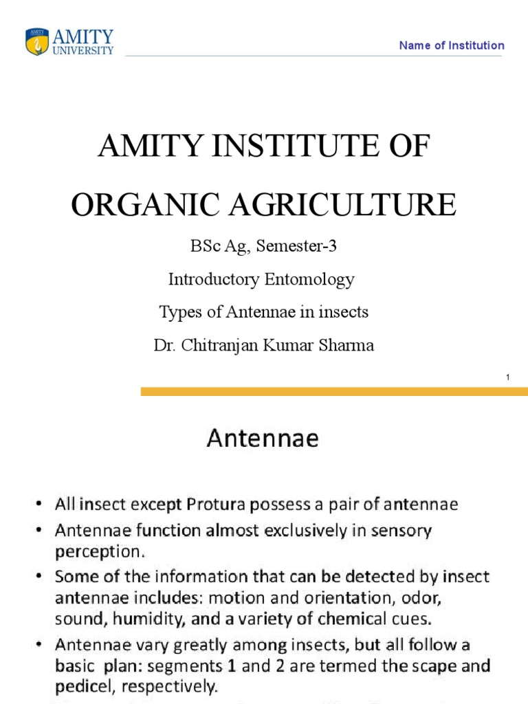 Analyzing Different Types of Antennae in Insects | PDF | Insects | Zoology