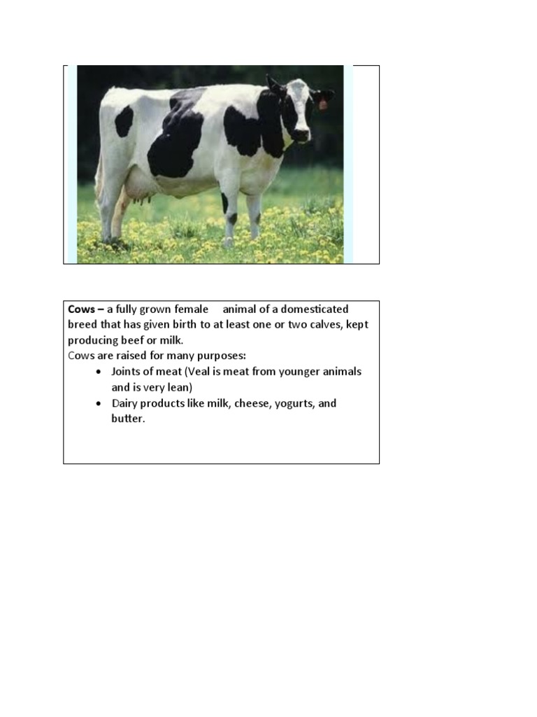Cows - A Fully Grown Female Animal of A Domesticated | PDF | Cattle ...