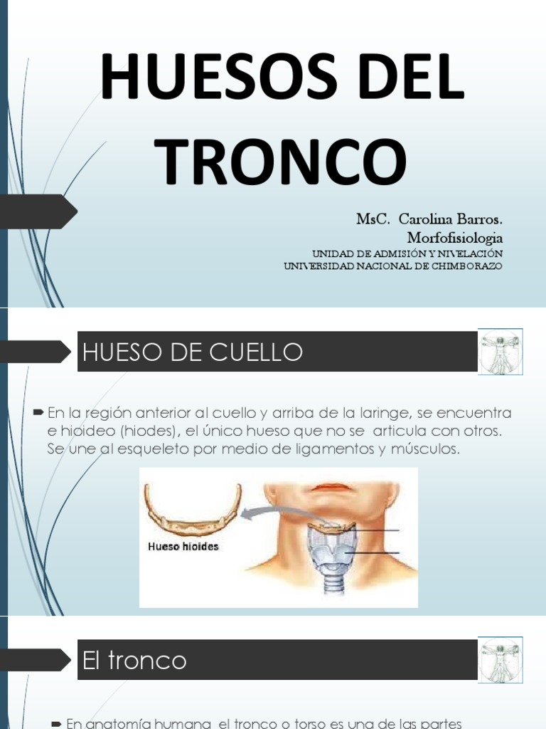Huesos Del Tronco | PDF | Vértebra | Tórax