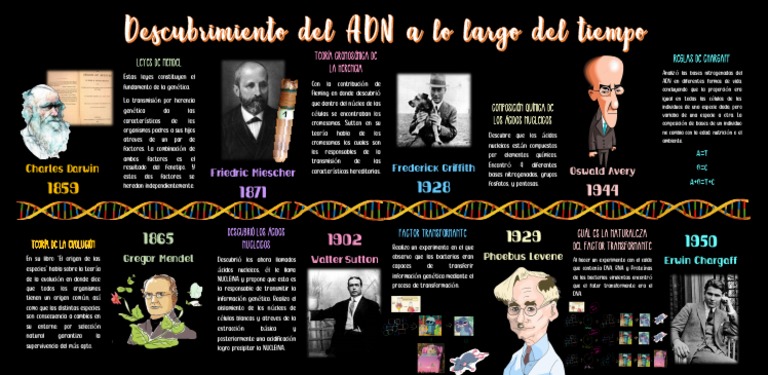 Linea Del Tiempo Adn | PDF | Adn | Organismos