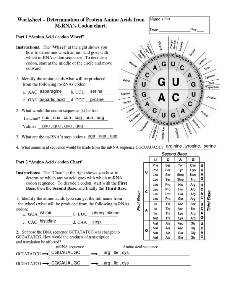 Worksheet - Determination of Protein Amino Acids From M-RNA's Codon ...