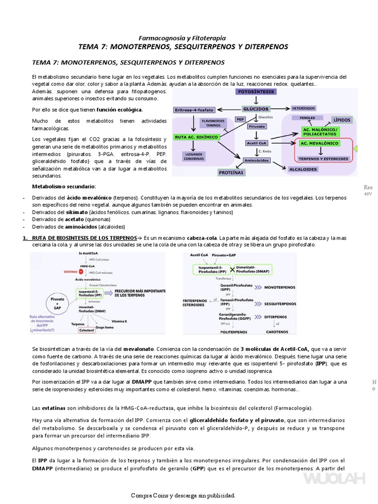 Monoterpenos y Sesquiterpenos en Fitoterapia | PDF | Química