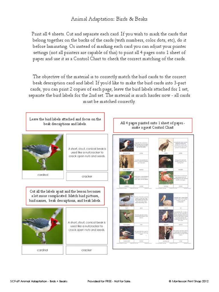 Animal Adaptation: Birds & Beaks | PDF | Beak | Printer (Computing)