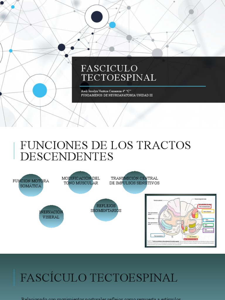 Fasciculo Tectoespinal | PDF
