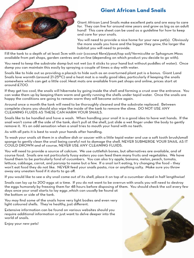 Giant African Land Snail Instructions | PDF