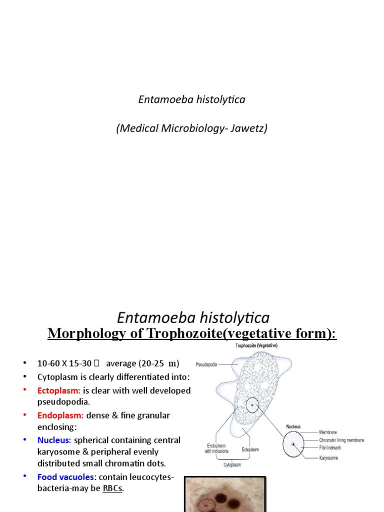 Entamoeba Histolytica (Medical Microbiology-Jawetz) | PDF | Biology ...