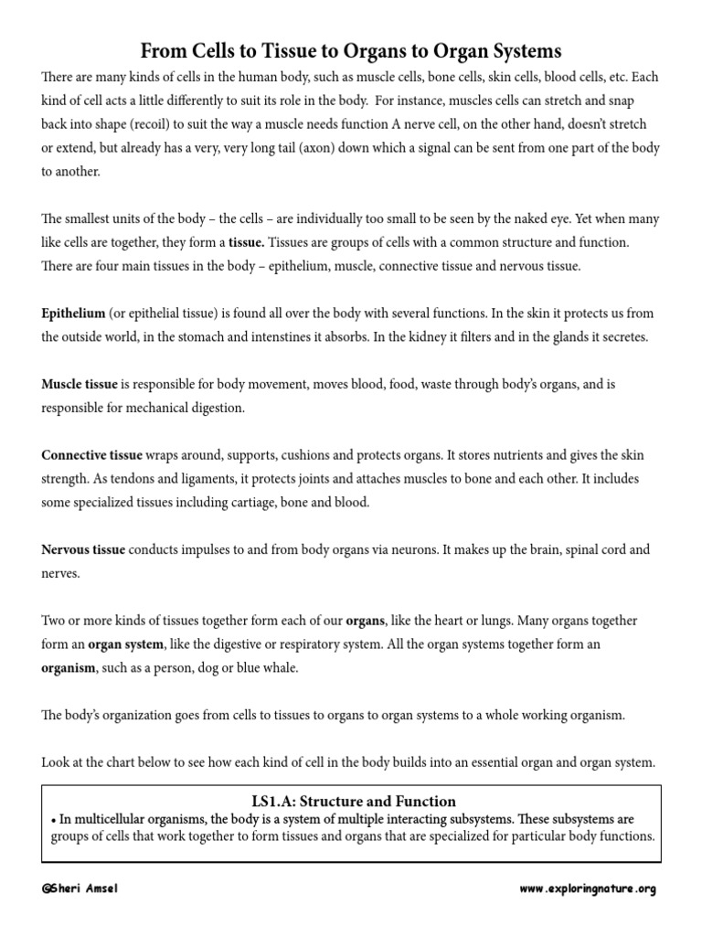From Cells To Tissue To Organs To Organ Systems: LS1.A: Structure and ...