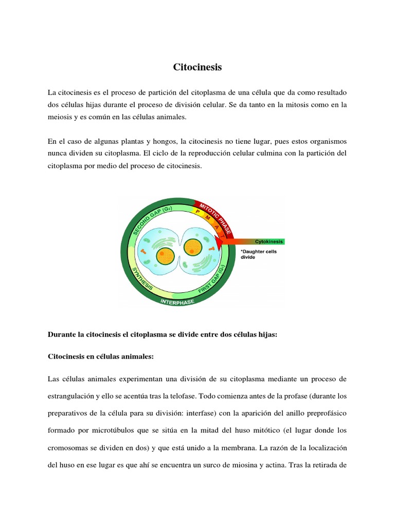 Citocinesis: Proceso y Diferencias Celulares | PDF | Mitosis | Biología ...
