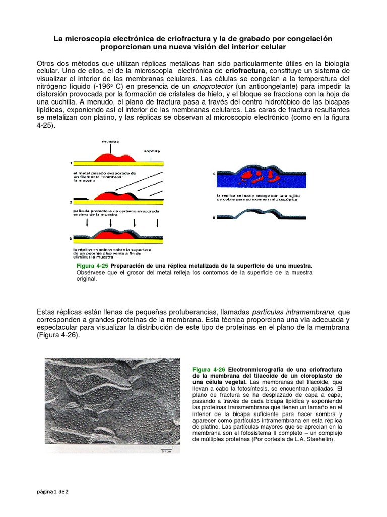 CRIOFRACTURA Alberts | PDF | Bicapa lipídica | Biología Celular)