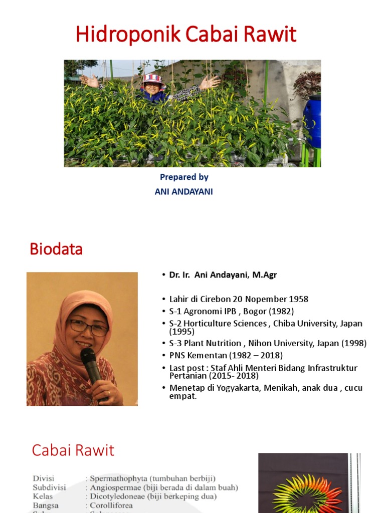 Panduan Hidroponik Cabai Rawit | PDF