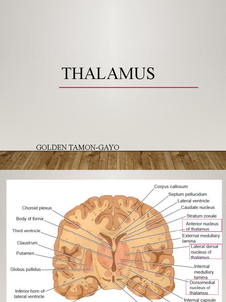 Thalamus: Golden Tamon-Gayo | PDF | Thalamus | Cerebral Cortex