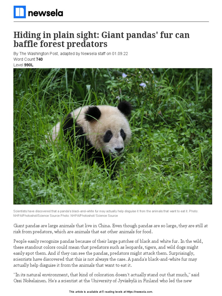 Pandas Hide in Plain Sight | PDF | Camouflage | Giant Panda
