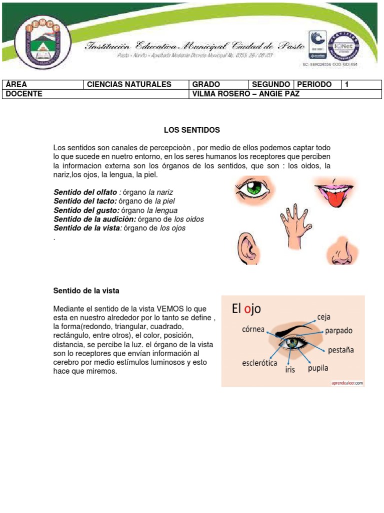 Guia Los Sentidos | PDF | Gusto | Olfato