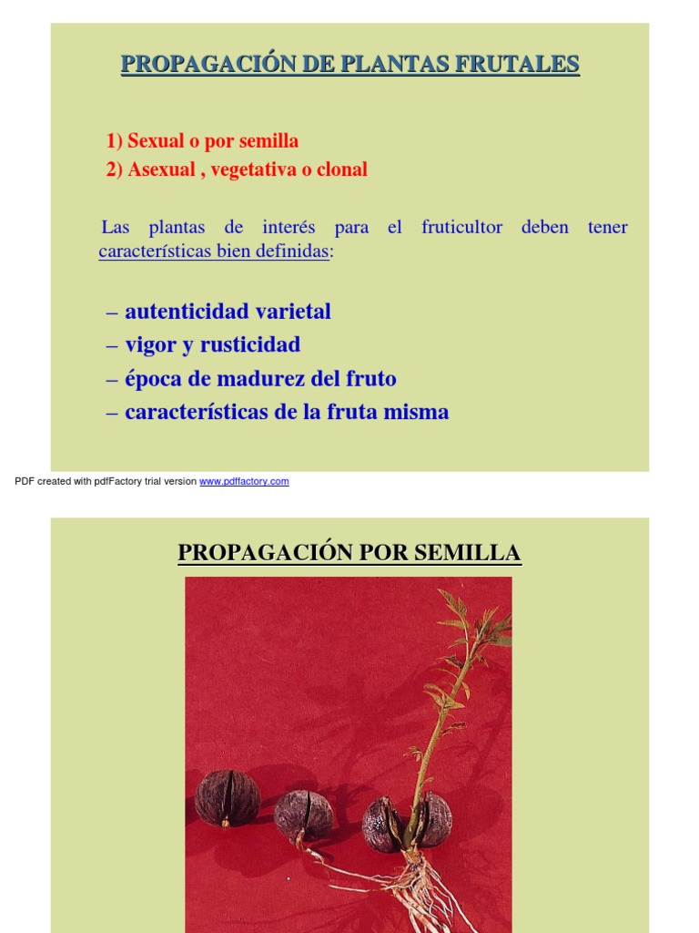 Clase7 Propagacion y Patrones 1 | Descargar gratis PDF | Injerto | Plantas