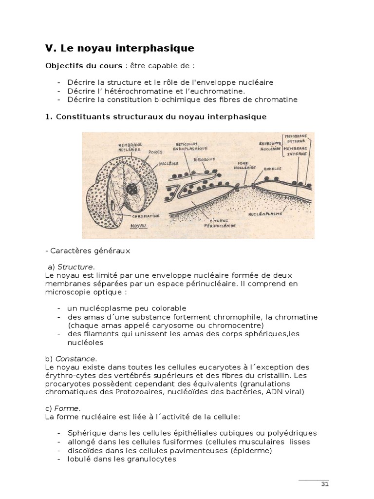 05 Noyau-Interphasique | PDF | Noyau (biologie) | Chromatine