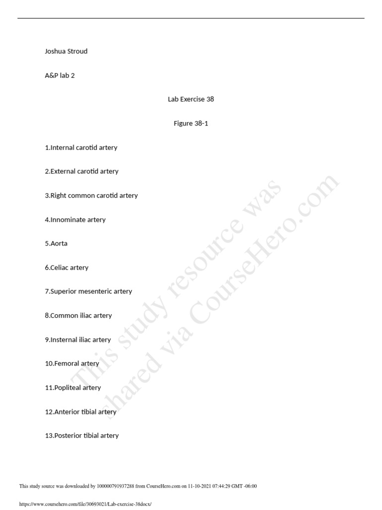 Lab Exercise 38 | PDF | Aorta | Vein